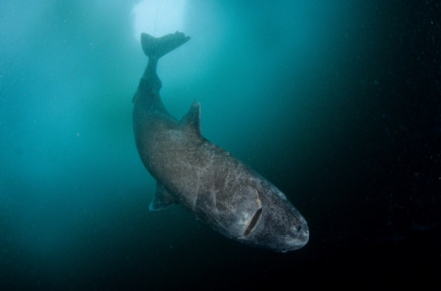 Meet the Greenland Shark: Slow, Ugly and Possibly 500 Years Old