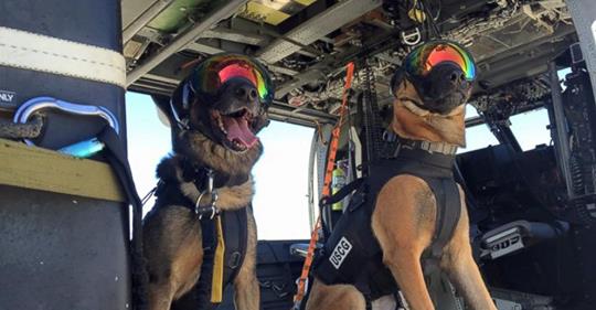 Coast Guard Dogs Complete Helicopter Training: Great Video