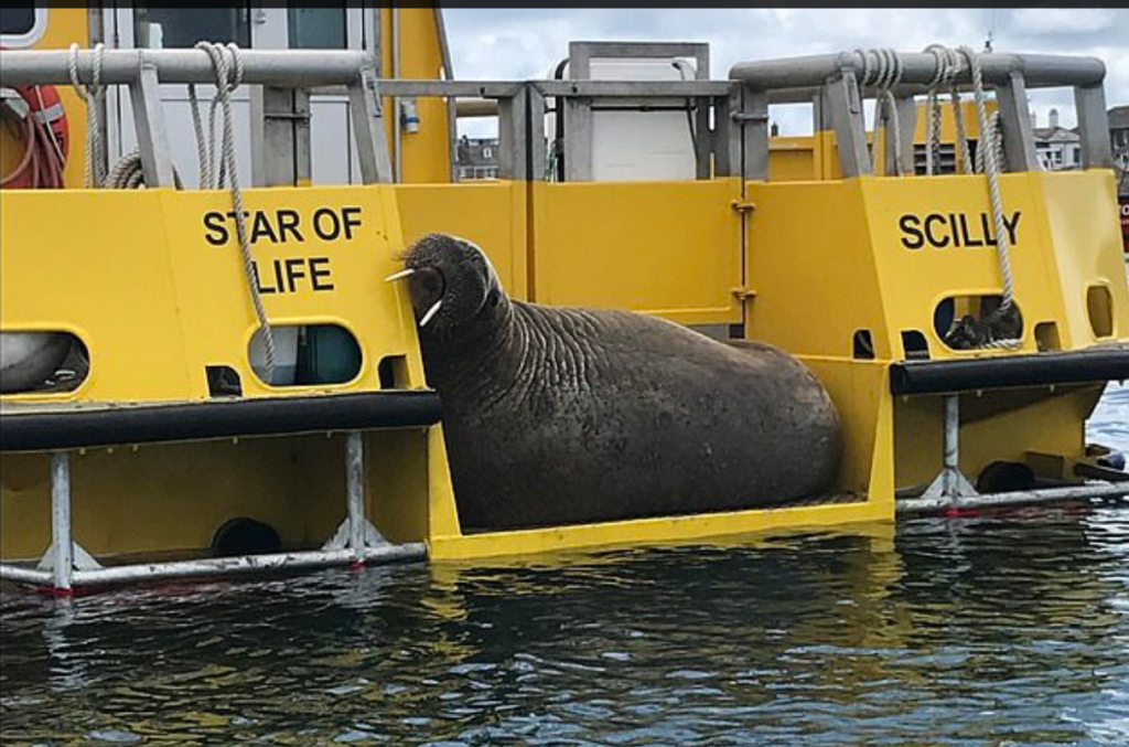 Wally The Walrus Just Wants To Rest