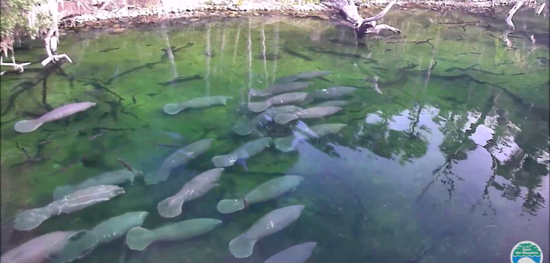 Manatees Gather for Mating Season